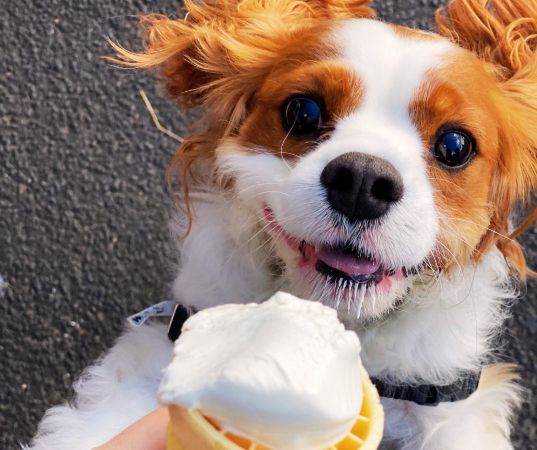 Owego and Endicott Agway Puppy Ice Cream Social This Saturday – Magic 101.7